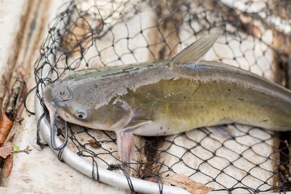 Fishing | Dead Horse Ranch State Park
