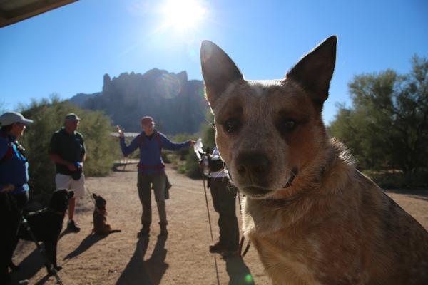 Arizona's Dog Friendly Parks | Arizona State Parks